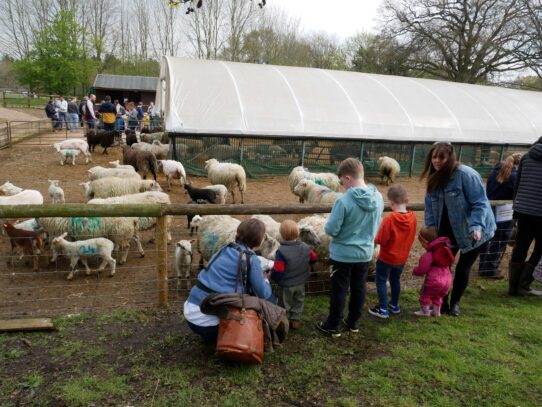 Merrist Wood College’s Fleecy Frolics Delights Visitors with Adorable ...