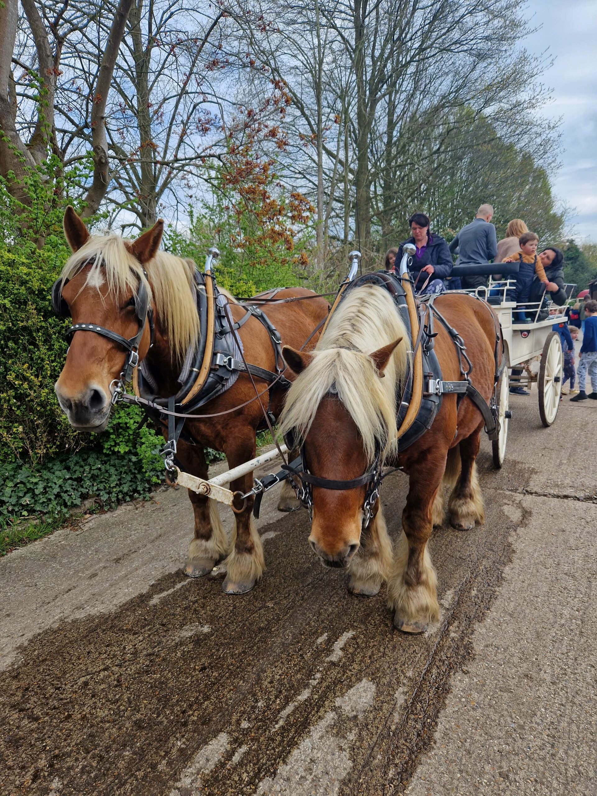Merrist Wood College’s Fleecy Frolics Delights Visitors with Adorable ...